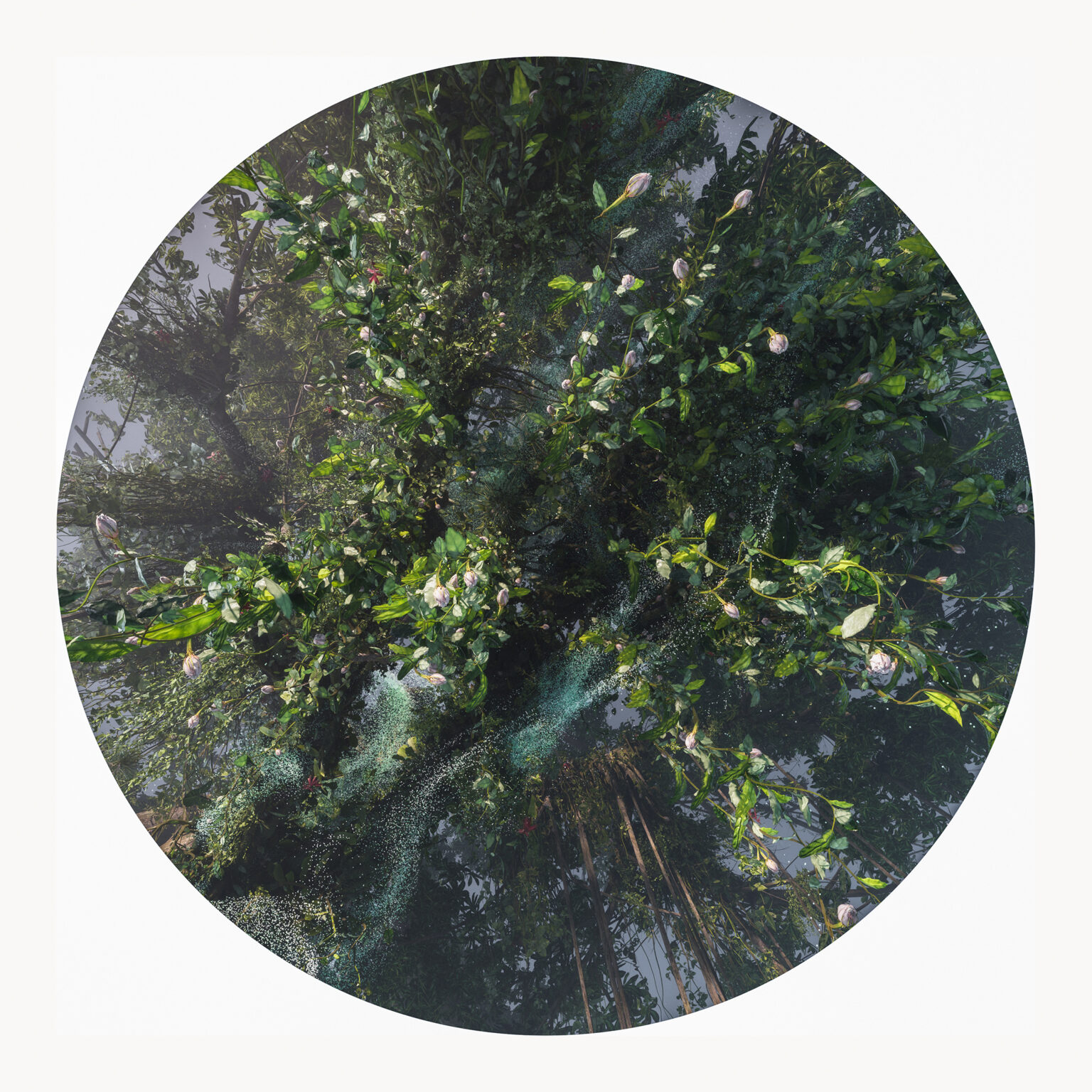 Forest Bathing: Lupuna — Marshmallow Laser Feast