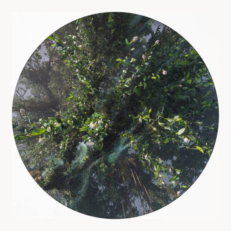 Forest Bathing: Lupuna - Marshmallow Laser Feast