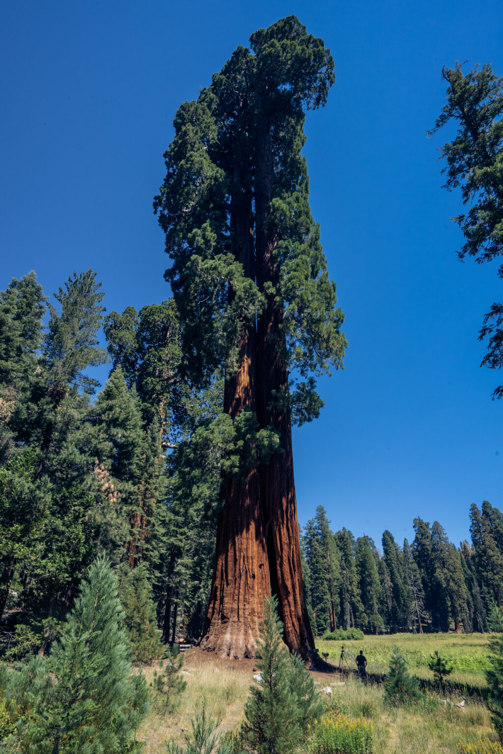 Treehugger: Wawona — Marshmallow Laser Feast