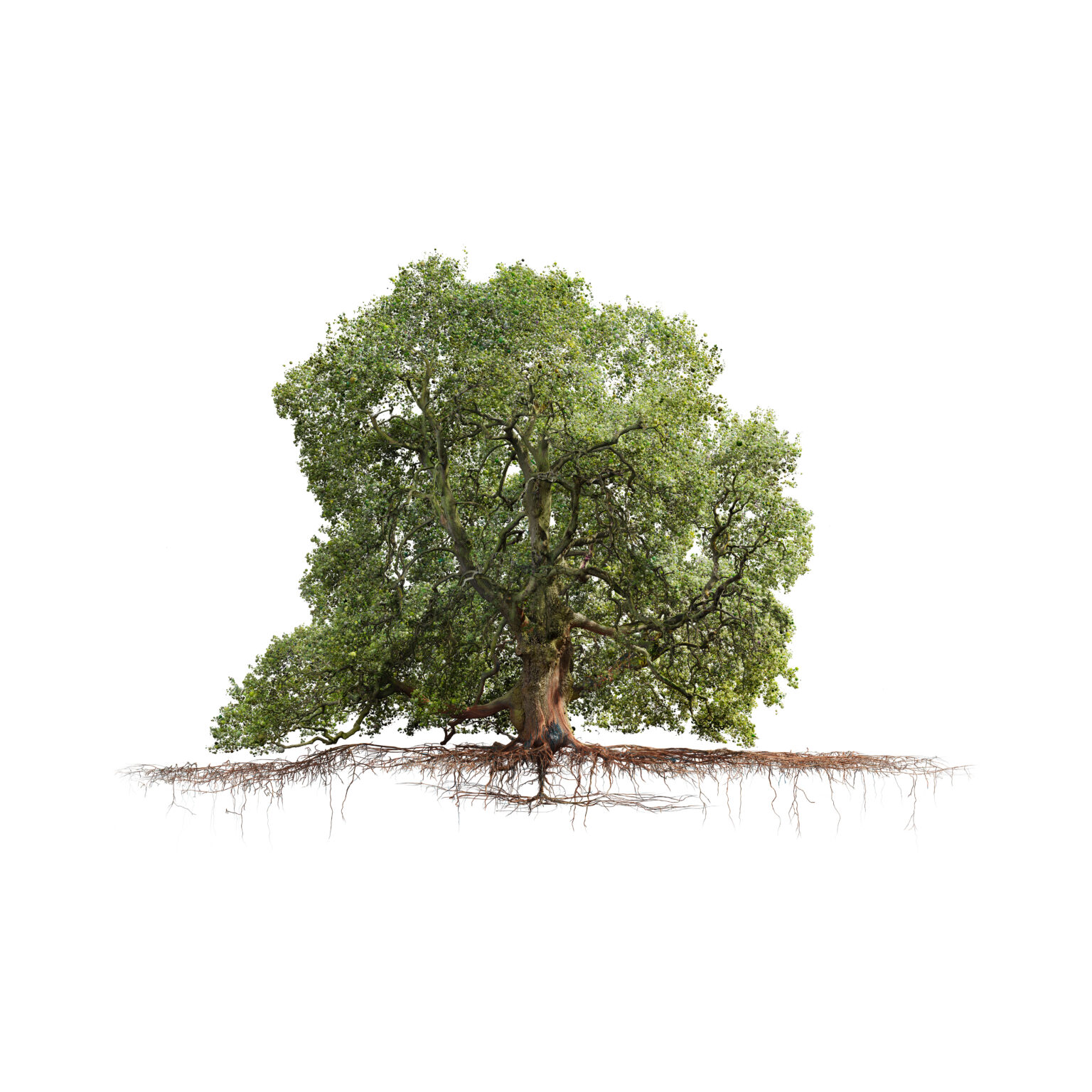 Of the Oak — Marshmallow Laser Feast